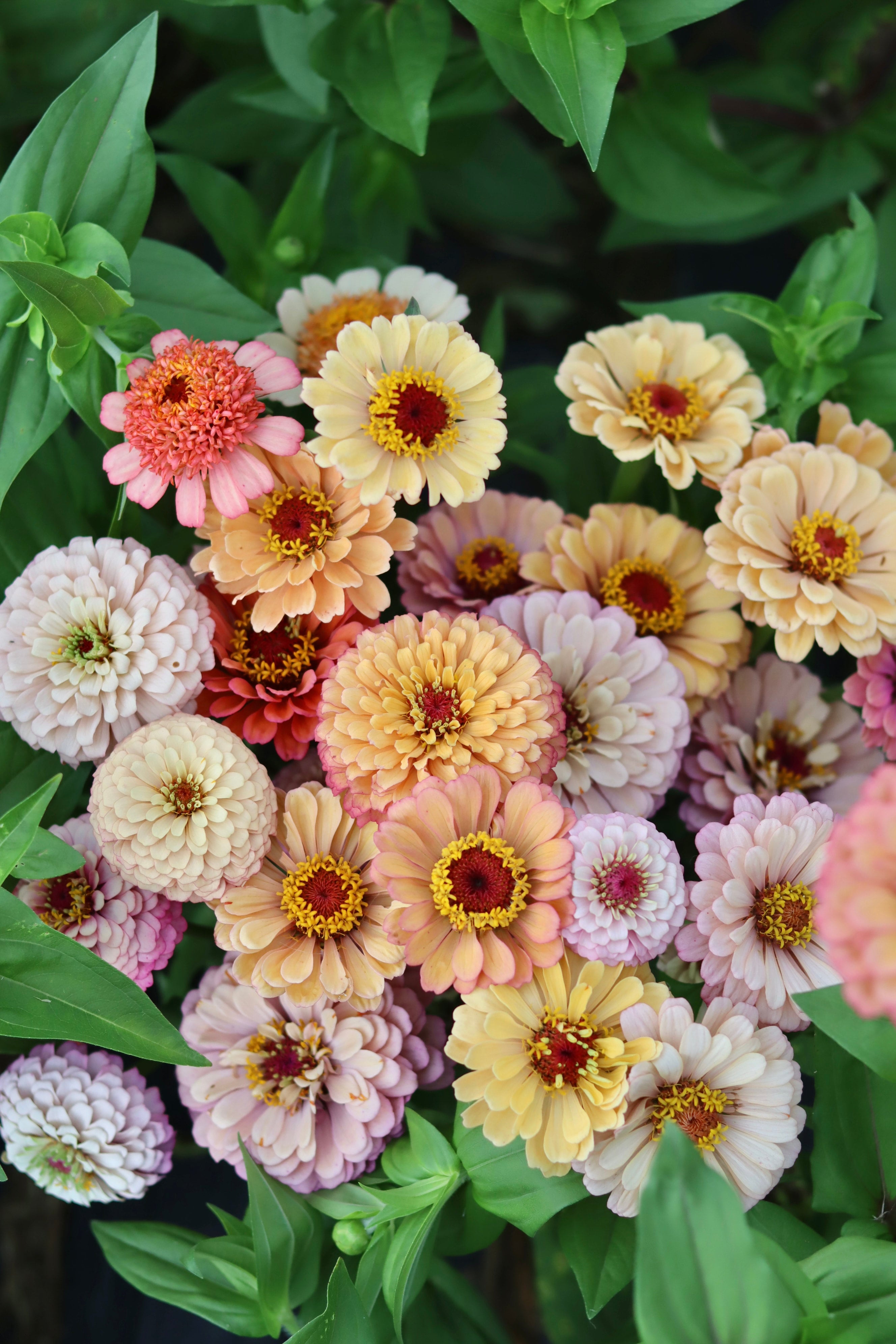 2025 FLOWER PICKING SUBSCRIPTION | Hudson Wildflower Co.
